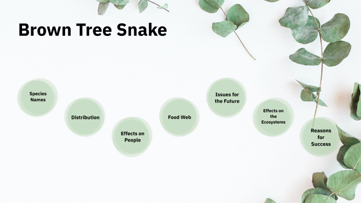 Brown Tree Snake by Lydia Putnam on Prezi