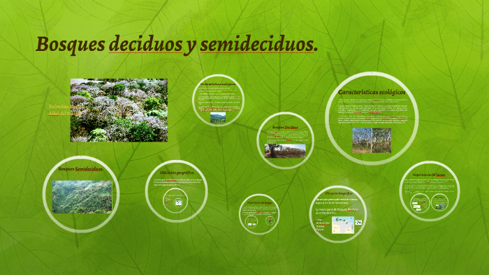 Biomas de Venezuela: Bosques deciduos y semideciduos. by Valentina ...