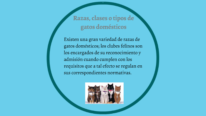 Razas, clases o tipos de gatos domésticos by ingrid montero on Prezi