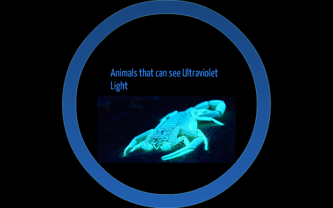 Animals that can see Ultraviolet Light by Minsoo Kim on Prezi