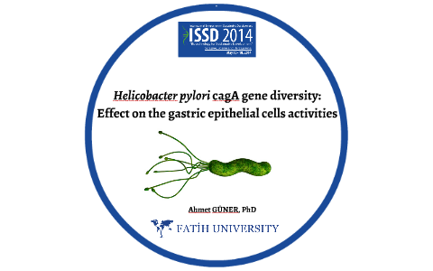 Helicobacter pylori cagA gene diversity: Effect on the gastr by AHMET ...
