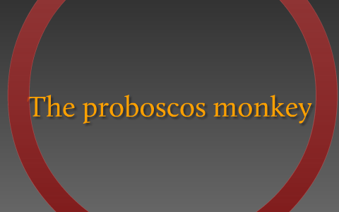 The long nosed monkey by David Ghaly on Prezi