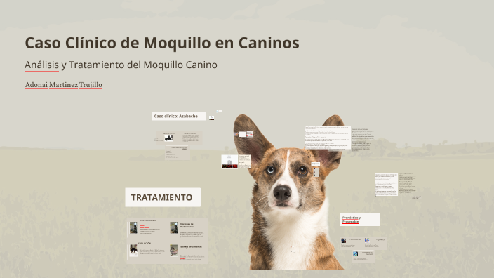 Caso Clínico de Moquillo en Caninos by ADONAI MARTINEZ TRUJILLO on Prezi
