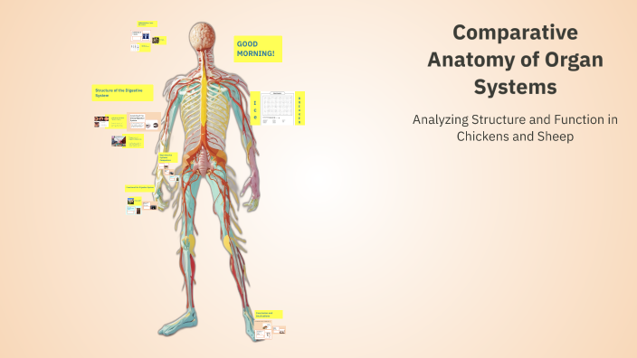 Comparative Anatomy of Organ Systems by Hello How are ya on Prezi