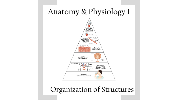 An Introduction to the Human Body - Organization of Structures by ...