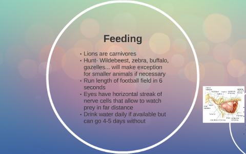 The Life Functions Of Lions by Emma Brunt on Prezi