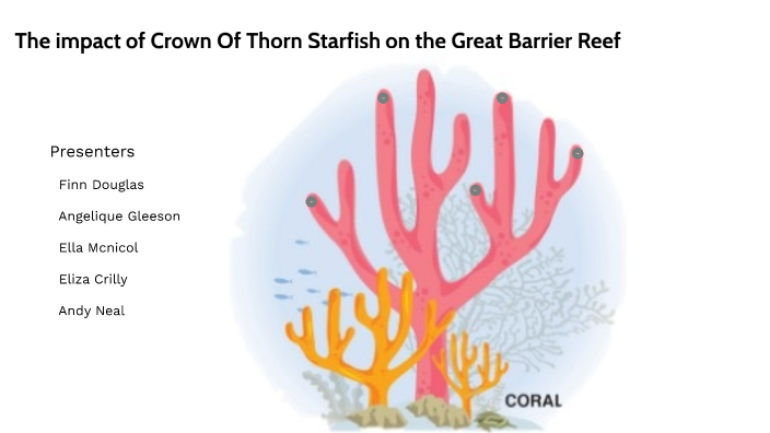 crown of thorn starfish by ella mcnicol on Prezi