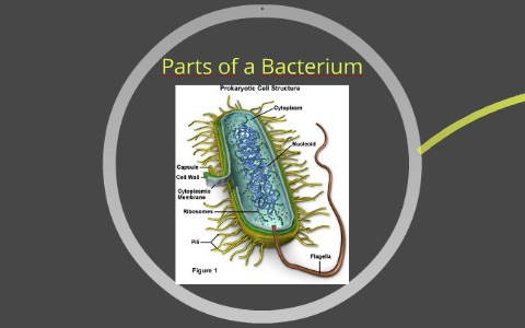 Parts of a Bacterium by Kaitlyn Stroik on Prezi