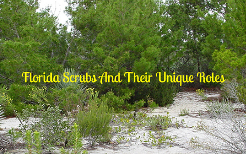 Florida Scrubs and their unique roles by mia birmingham on Prezi