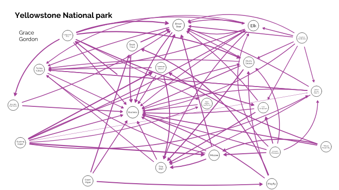 Food Web - Yellowstone National Park by Grace Gordon on Prezi
