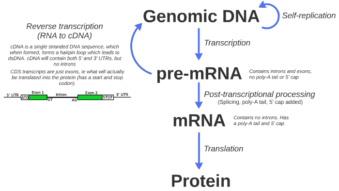 Genomic DNA by Duncan Wells on Prezi