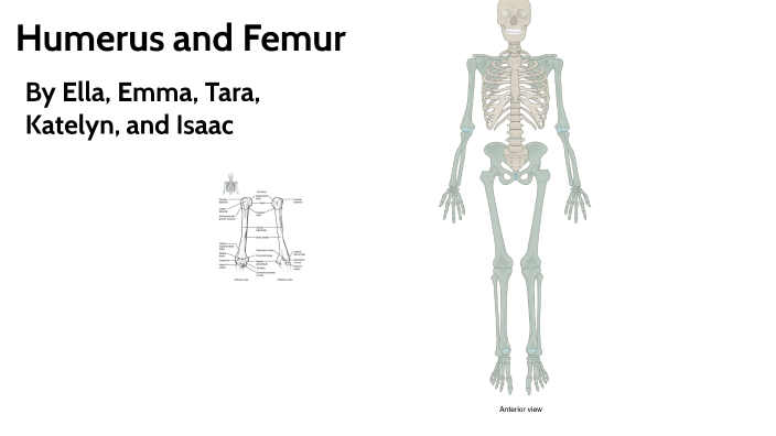 Humerus and Femur by Isaac Fullerton on Prezi