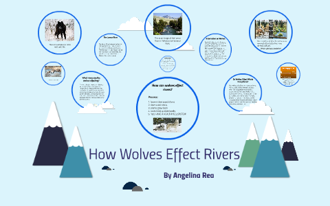 How Wolves Effect the River by on Prezi