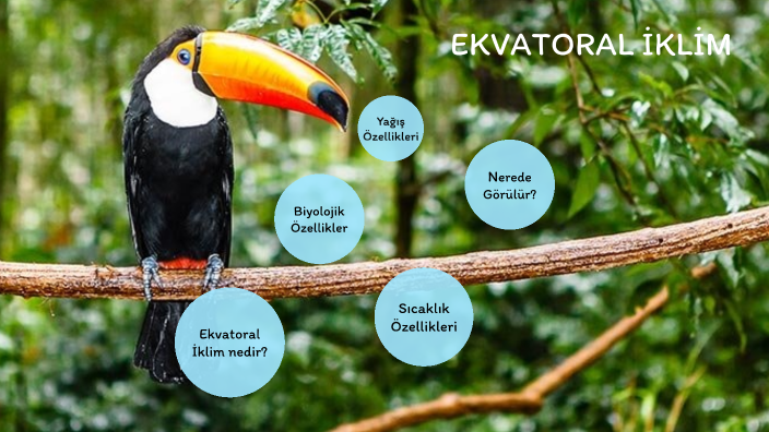 Ekvatoral İklim by Sinan Tokmeci on Prezi