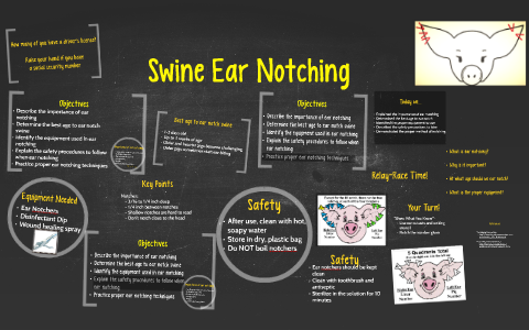 Swine Ear Notching by Everleigh Hayes on Prezi
