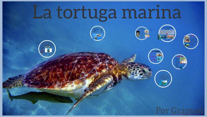 La tortuga marina por Grayson by lizzette anders on Prezi