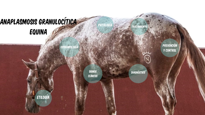 B. Anaplasmosis granulocítica equina. by Oscar Bel Herrera on Prezi