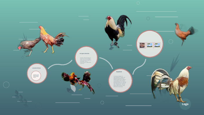 CRIANZA Y MANEJO DE GALLOS DE COMBATE by erika puma on Prezi CRIANZA Y MANEJO DE GALLOS DE COMBATE by erika puma on Prezi