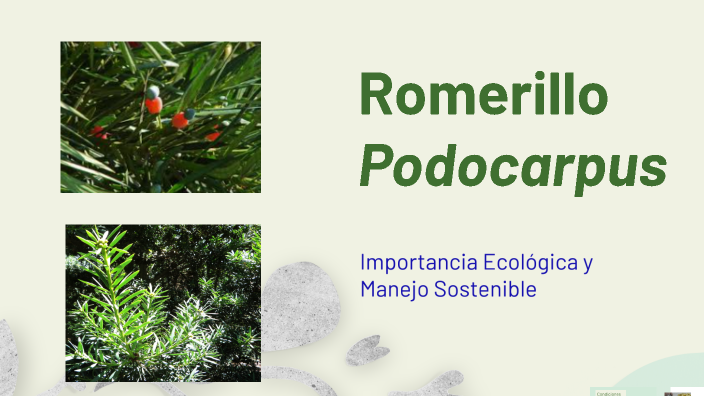 Romerillo Podocarpus: Especie Forestal Vital by Joselyn Pomasque on Prezi