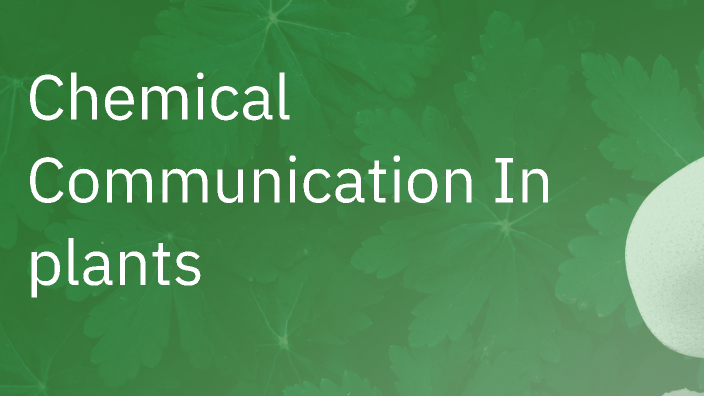 The Role of Auxin in Elongation Growth by Mwaba Mutale on Prezi