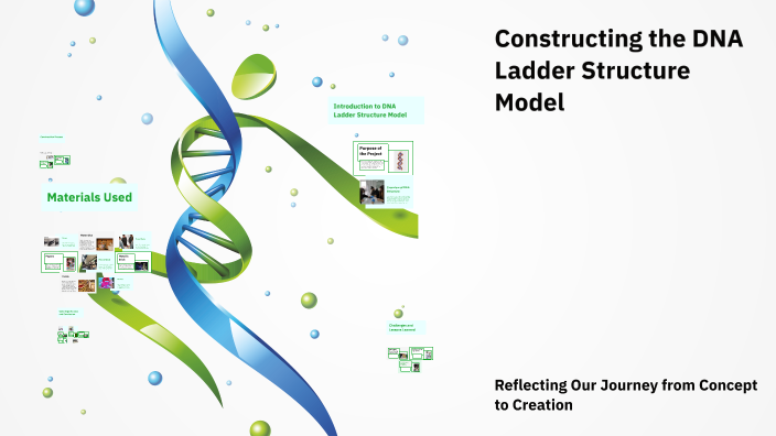 Constructing the DNA Ladder Structure Model by NSHUTI Prince on Prezi