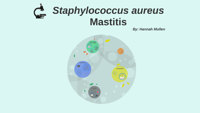 Staphylococcus aureus Mastitis by Hannah Mullen on Prezi