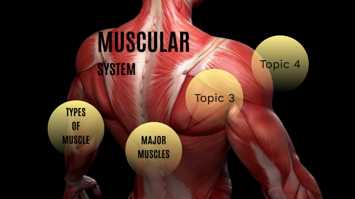 GCSE - Muscular System by Ian POLEY on Prezi
