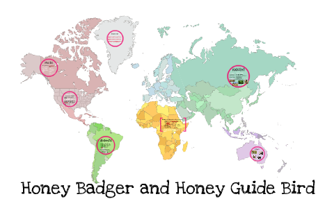Honey Badger and Honey Guide Bird by Becky Sieverding on Prezi