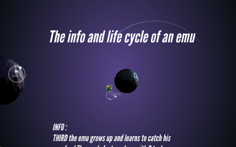 The life cycle of an emu by Laura Douglas on Prezi