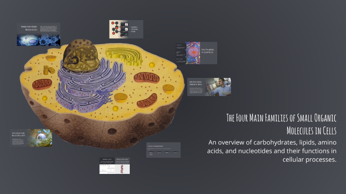 The Four Main Families of Small Organic Molecules in Cells by faie ...