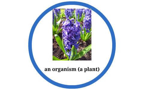 A plant by Nadine Rubinstein