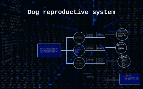 Dog reproductive system by Olivia Heimel on Prezi