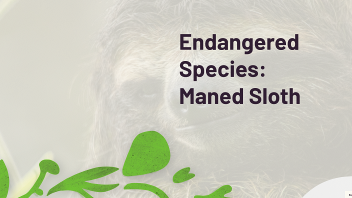 Endangered Species: The Maned Sloth by Bayli Lawles on Prezi