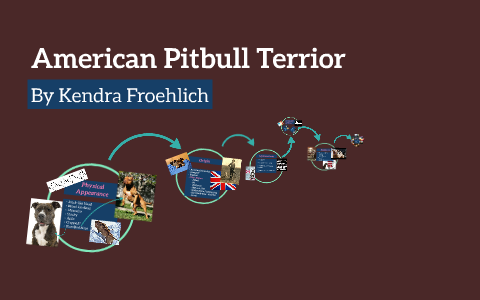 American Pitbull Terrior by Kendra Froehlich on Prezi