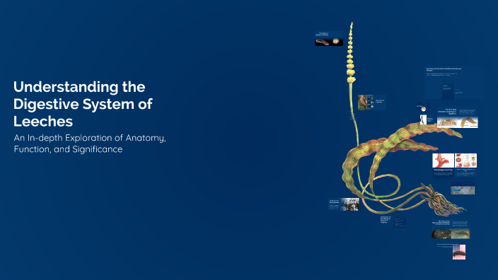Understanding the Digestive System of Leeches by Asrar Mansuri on Prezi