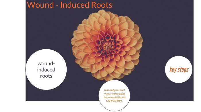 wound induced roots by Anna Thomas on Prezi