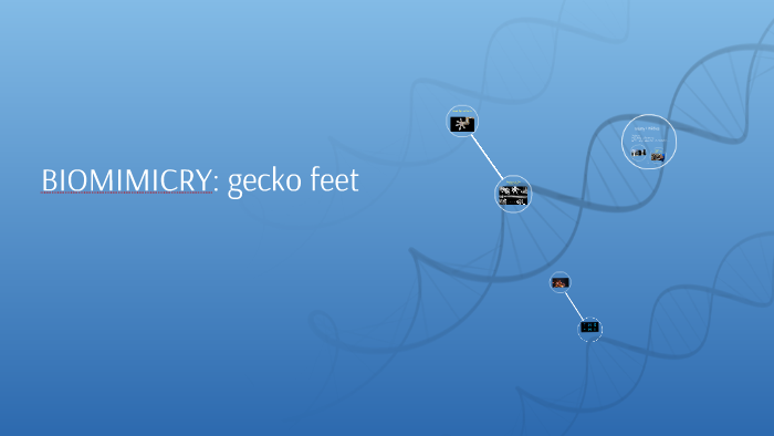BIOMIMICRY: gecko feet by Joan Jimenez on Prezi