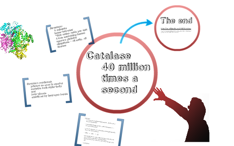 Catalase _ enzyme by James Linzel on Prezi