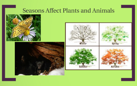 Seasons Affect Plants and Animals by Amber Jordan on Prezi