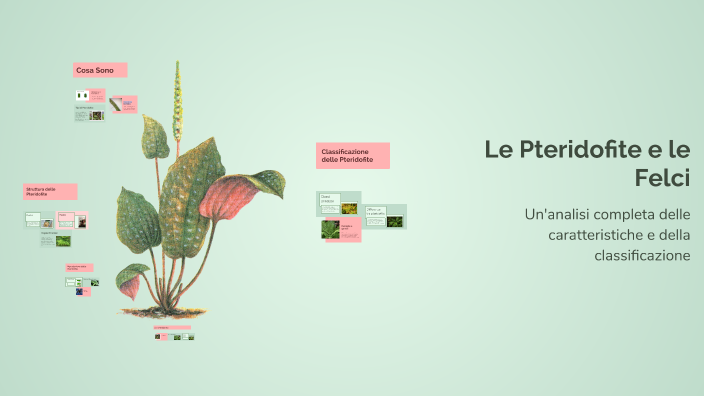 Le Pteridofite e le Felci by Felicia Marì Tartaglione on Prezi