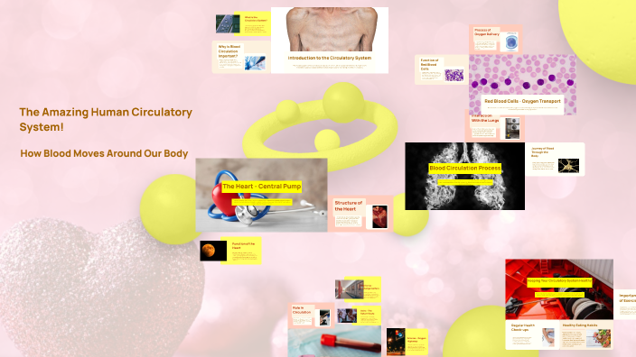 The Amazing Human Circulatory System! by Asma Akhtar on Prezi