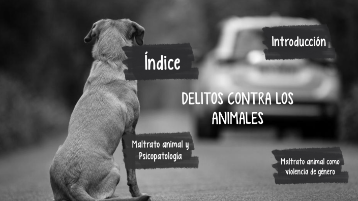 Delitos contra los animales by Maria Perez on Prezi