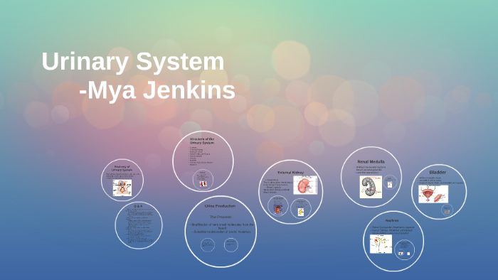 Urinary System by Mya Jenkins on Prezi