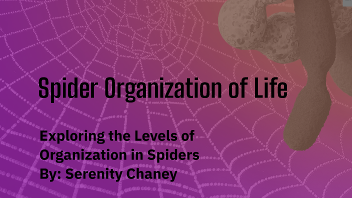 Spider Organization of Life by Serenity Chaney on Prezi