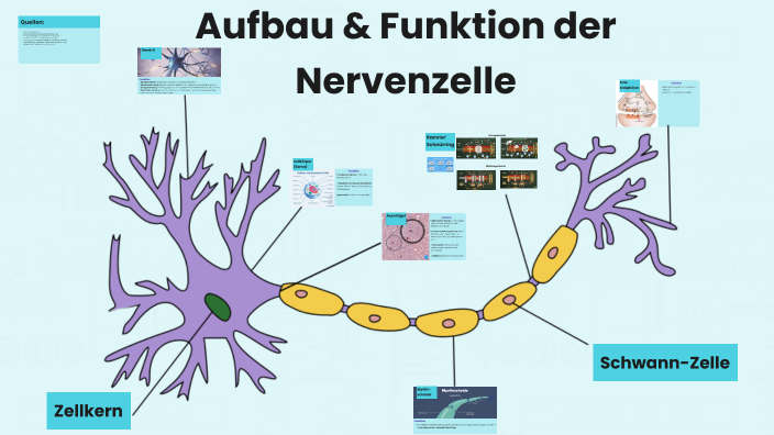 Aufbau der Nervenzelle by Gabriel Strube on Prezi