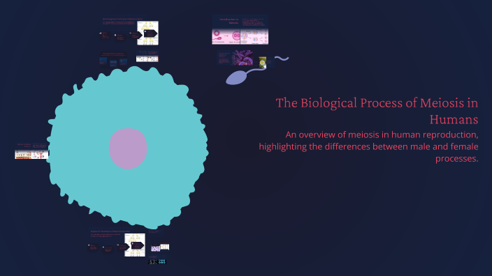 The Biological Process of Meiosis in Humans by Jaxon Stephens on Prezi