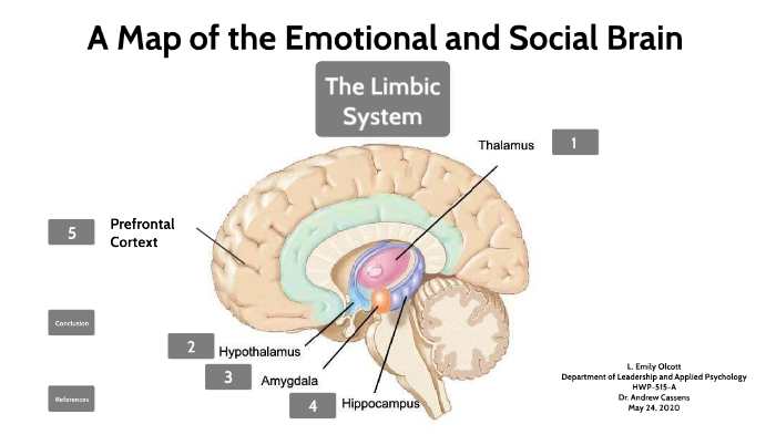 Brain Map Presentation by Laura Emily Olcott on Prezi