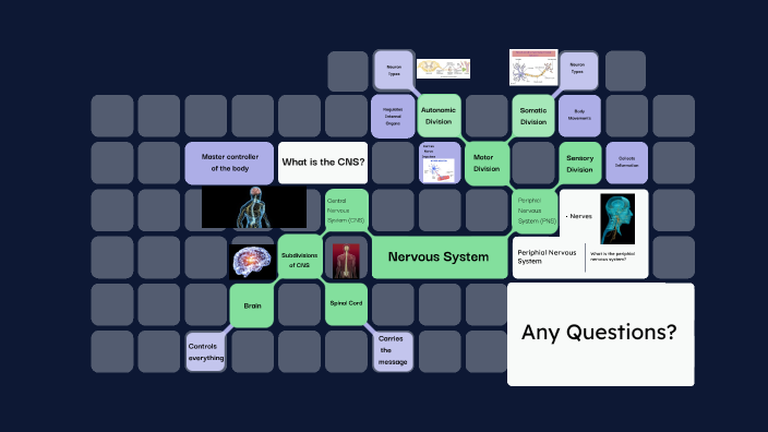 Nervous system flow chart by Samuel Benson on Prezi