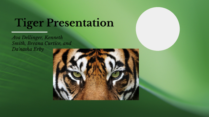 Tiger Presentation by Ava Dellinger on Prezi