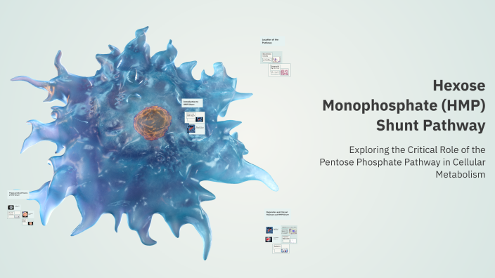 Hexose Monophosphate (HMP) Shunt Pathway by Bhavesh Varma on Prezi